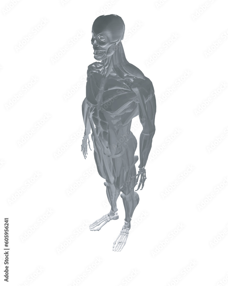 Stock-Vektorgrafik „Human anatomy. Male body muscular system model ...