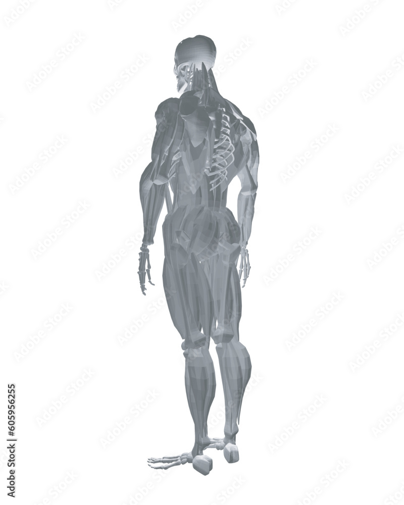 Human anatomy. Male body muscular system model. Anatomy of male ...