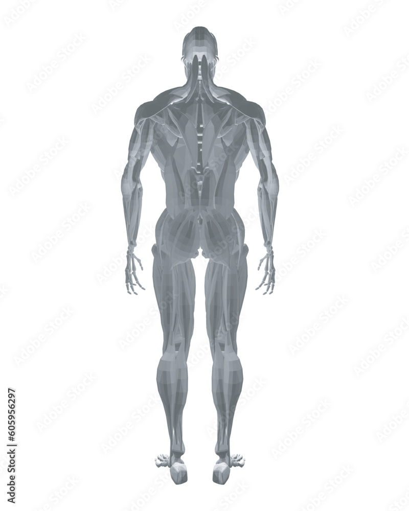 Human anatomy. Male body muscular system model. Anatomy of male ...