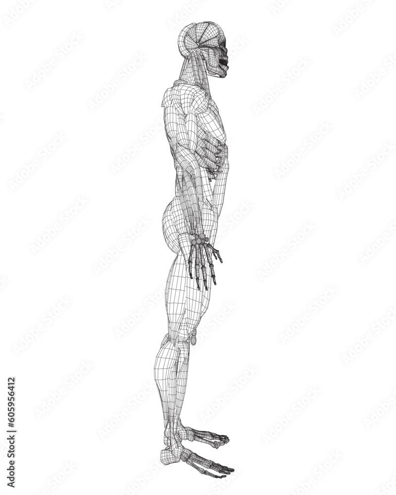Стоковое векторное изображение «Human body anatomy male man wireframe ...