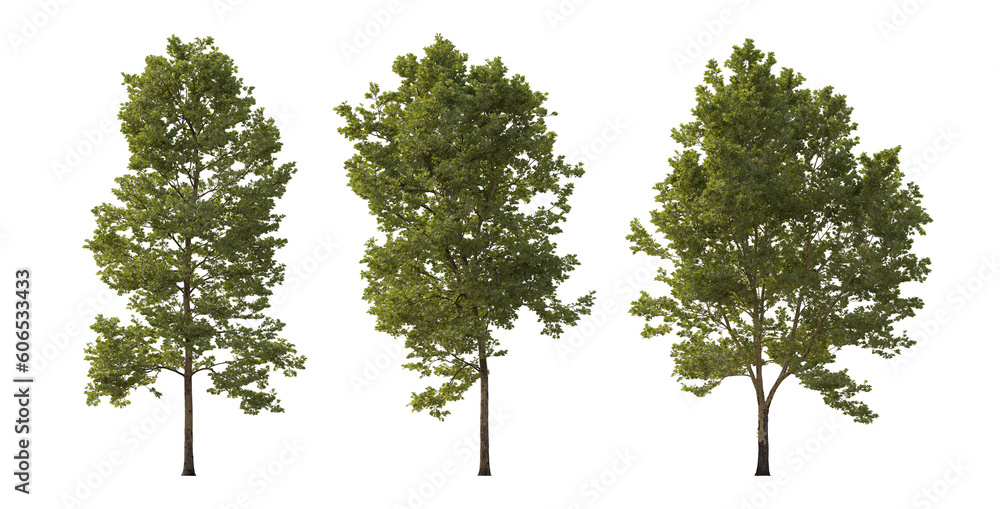 Sycamore platanus trees isolated png in overcast light on a transparent ...