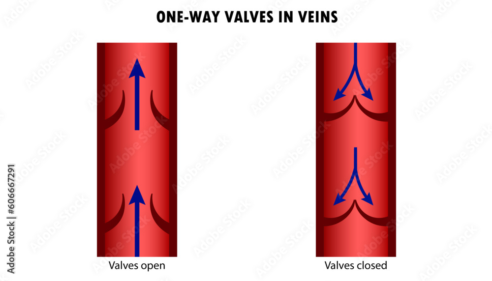 Diagram of the Valves in the veins, one-way valves Stock Vector | Adobe ...
