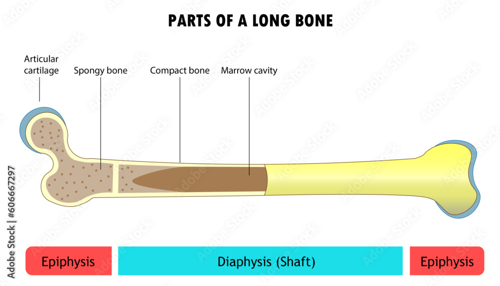 Parts of a long bone, diagram of the bone Stock Vector | Adobe Stock
