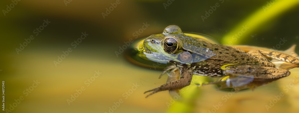 Common Frog Bullfrog, Tranquility at a Southern Ontario Conservation ...