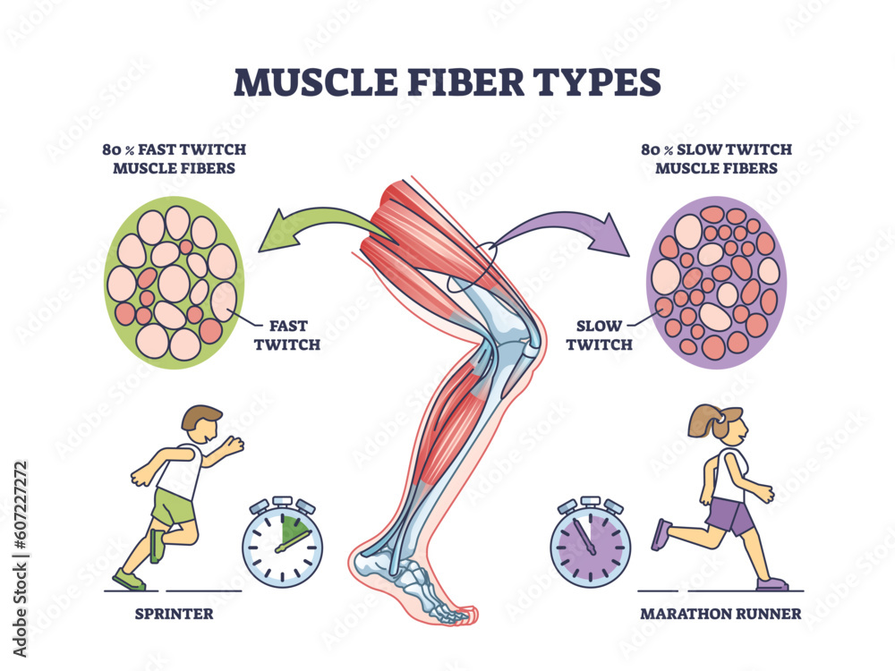 Muscle fiber types with fast and slow twitch fibers anatomy outline ...