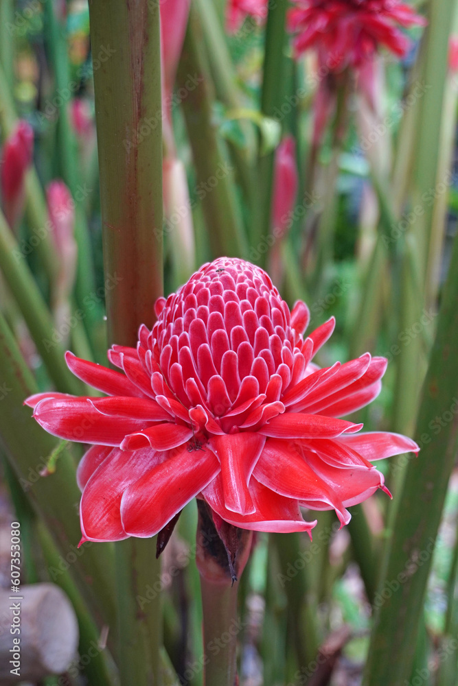 Torch ginger (Etlingera elatior) also known as ginger flower, red ...
