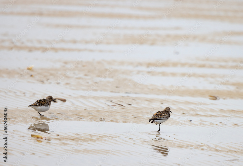Sanderling (Calidris alba) is a small wading bird. The name derives ...