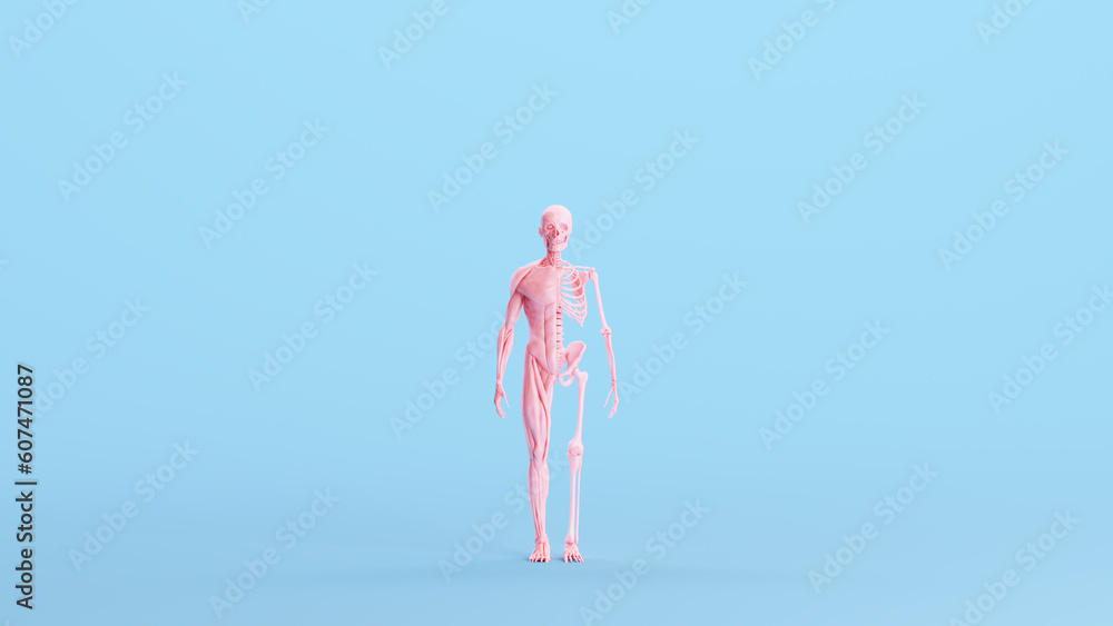 Pink Anatomical Body Biology Ecorche Education Bone Anatomy Human Male ...
