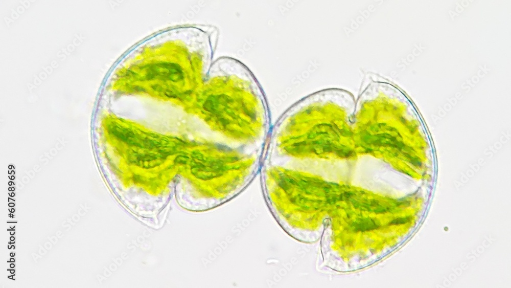 Microalgae, Cosmarium obsoletum asexual reproduction by binary fission ...
