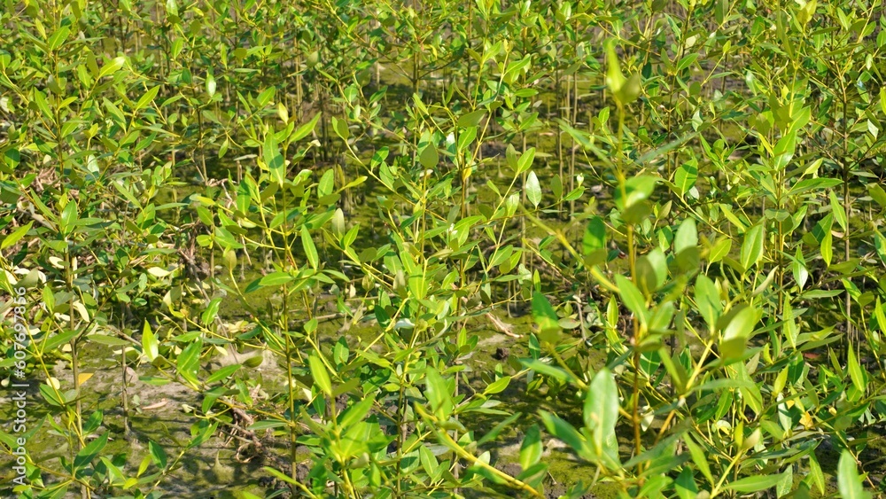 Rhizophora racemose is a species of mangrove tree in the Rhizophoraceae ...