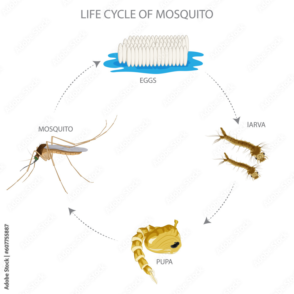 Mosquito life cycle includes egg, larva, pupa, and adult stages, with ...