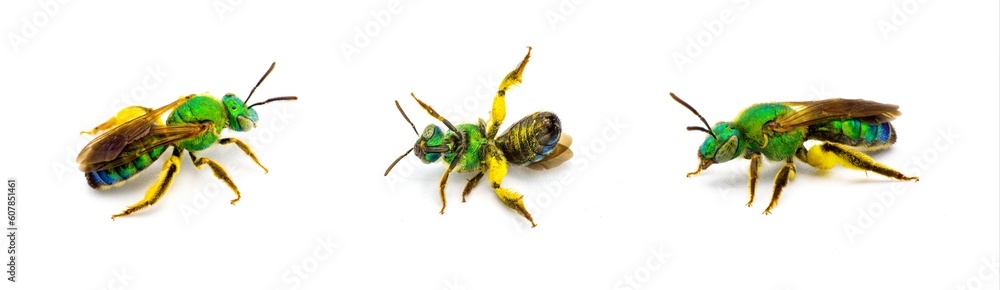 Agapostemon splendens - brown winged striped metallic green sweat bee ...