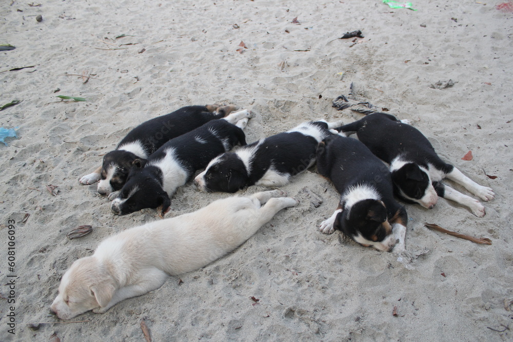 Adorable stray puppies sleeping in the park, Homeless young dogs ...