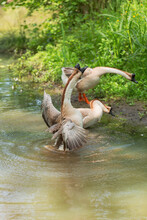 Two Brown Chinese Geese Free Stock Photo - Public Domain Pictures