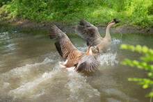 Two Brown Chinese Geese Free Stock Photo - Public Domain Pictures