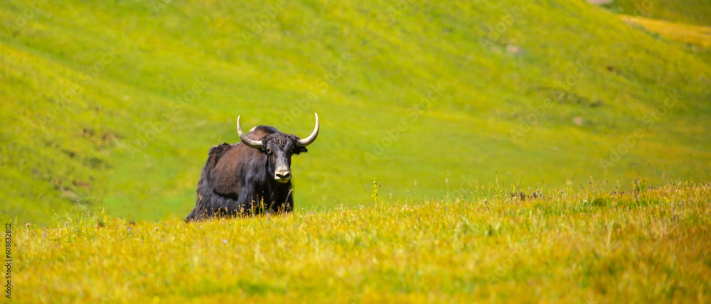 A herd of yaks graze in the mountains. Himalayan big yak in a beautiful ...