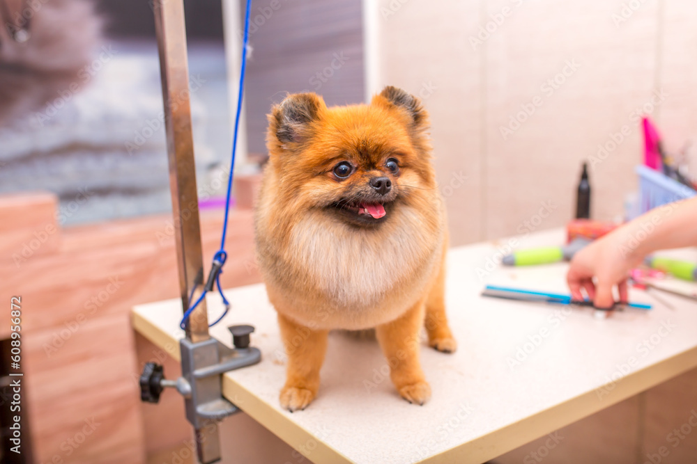Beautiful pomeranian spitz. Grooming animals, grooming, drying and ...