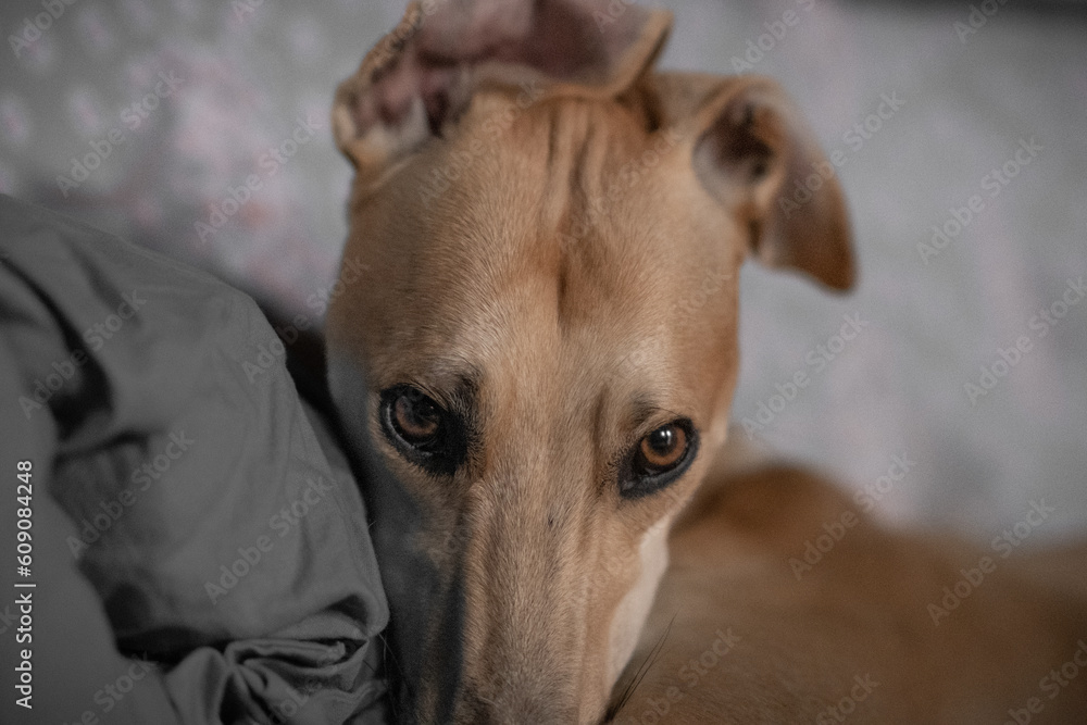 Portrait of Ivo the spanish greyhound laying Stock Photo | Adobe Stock