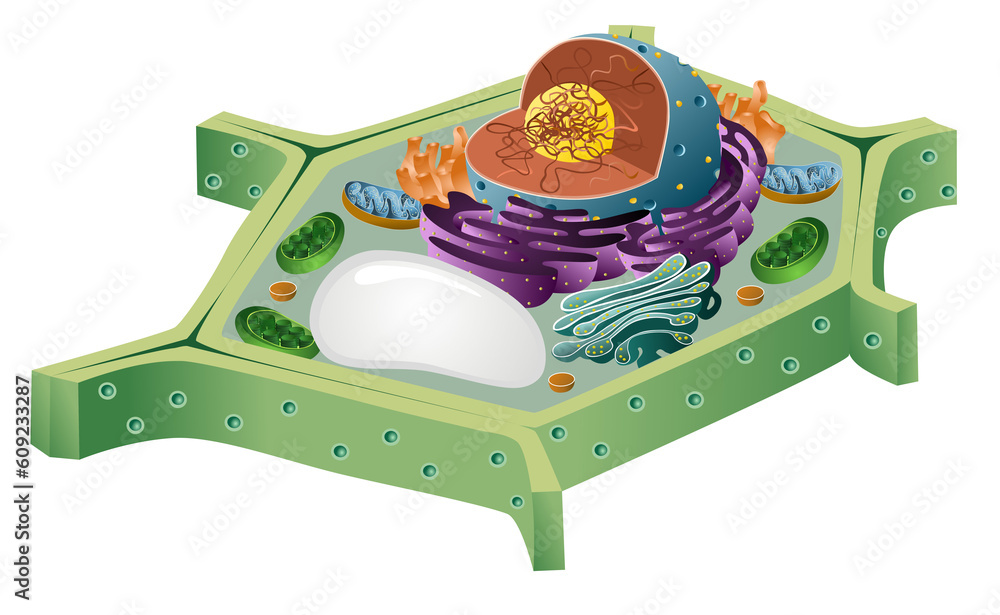 Plant cell diagram vector illustration for biology study Stock ...
