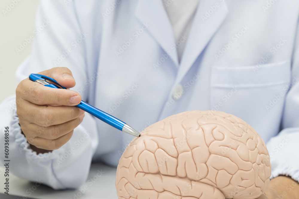 Neurologist hand pointing brain anatomy human model and brain disease ...