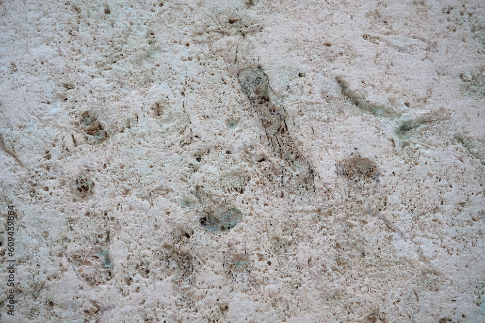 Stock-Foto „Shell rock is a sedimentary rock. One of the varieties of ...