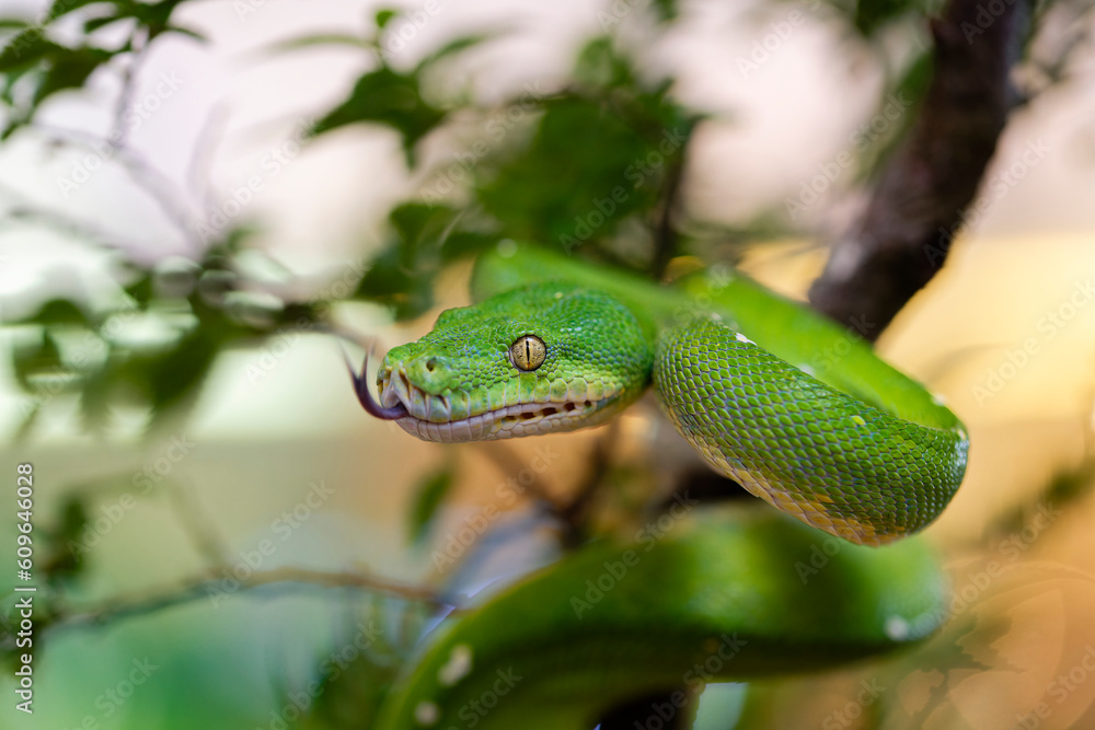 Green tree python snake on branch ready to attack, Chondropython ...