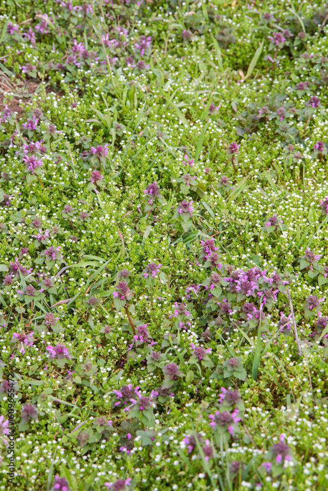 The Red deadnettle (Lamium purpureum) and The chickweed (Stellaria ...