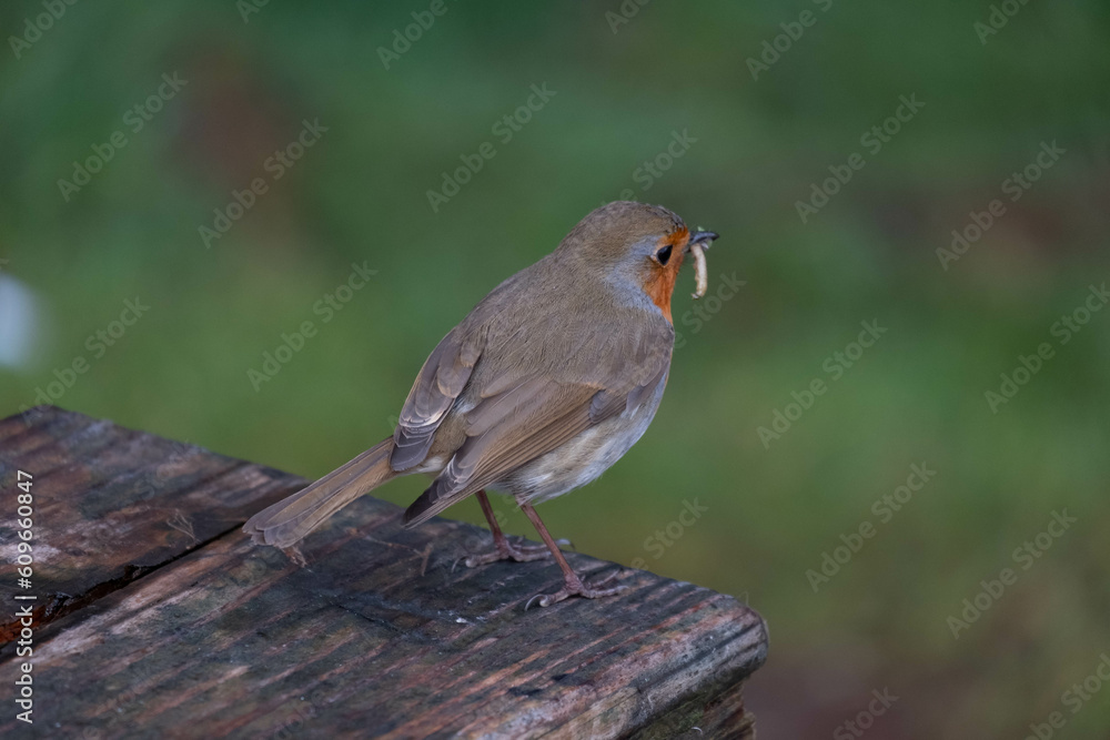 A robin will a fresh catch of different types of insects and bugs in ...