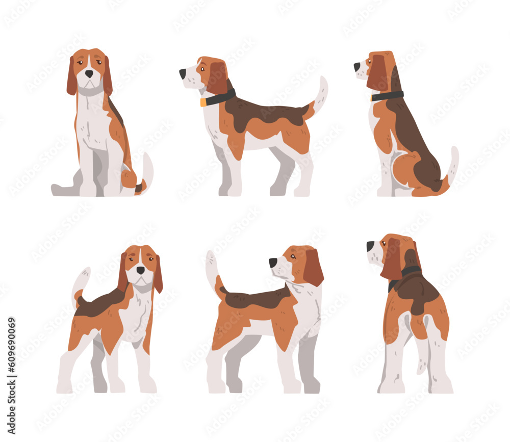 Vector de Stock Beagle Dog as Scent Hound Breed with Brown Marking and ...