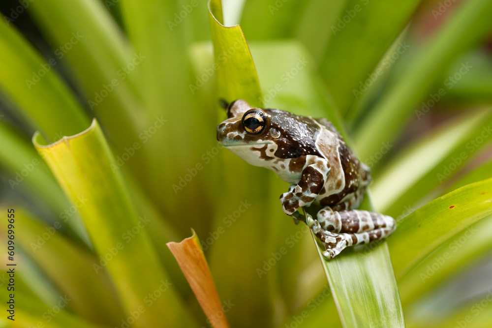 Small amazon milk frogs appear in the middle of dried leaves, Panda ...