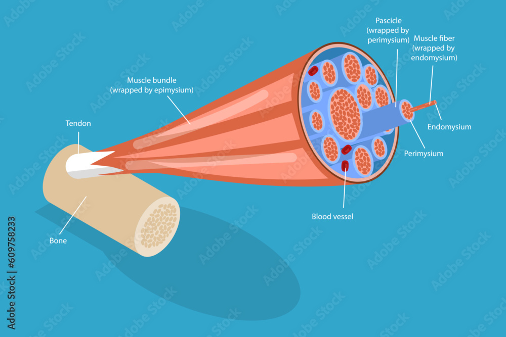 3D Isometric Flat Vector Conceptual Illustration of Skeletal Muscles ...