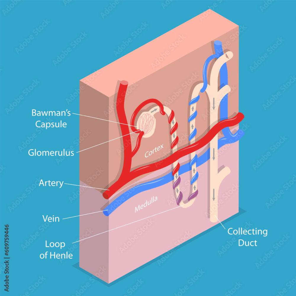 3D Isometric Flat Vector Conceptual Illustration of Structure Nephron ...