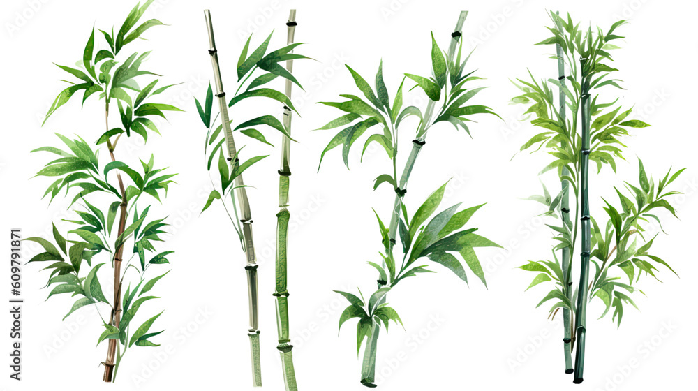 bamboo in watercolor style, isolated on a transparent background for ...