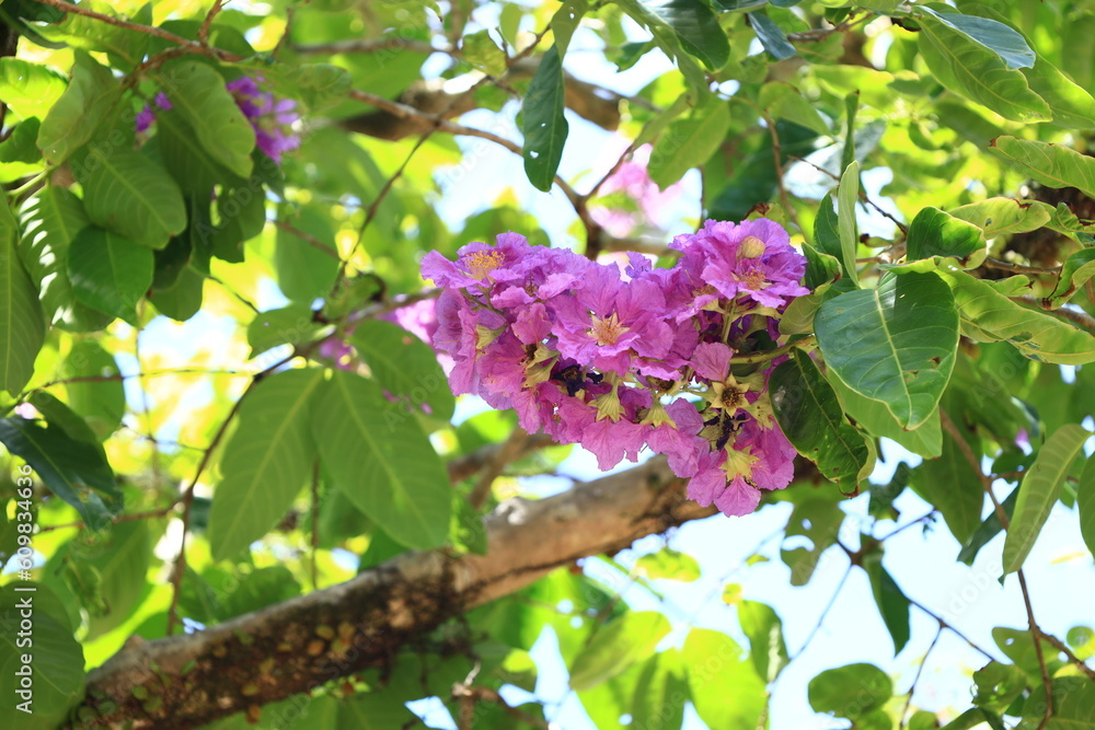 Lagerstroemia speciosa, commonly known as the "Pride of India" or ...