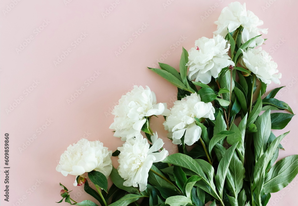 Beautiful white peonies flowers frame isolated on pink background with ...