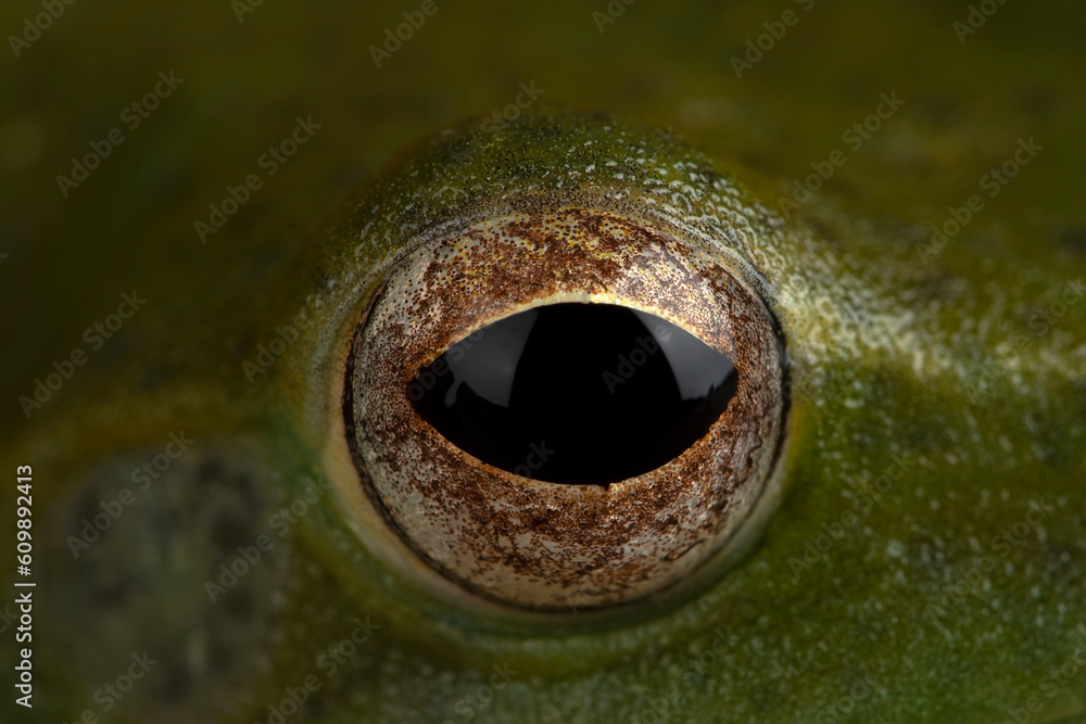 The Malayan Flying Frog or Rhacophorus prominanus. The Malayan Flying ...