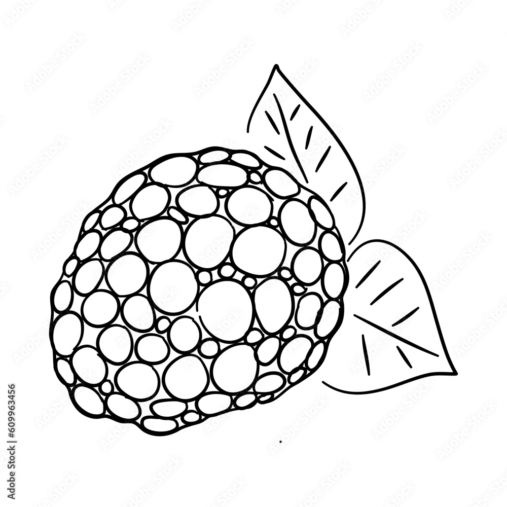 Blackberry. Hand drawn outline doodle icon. Transparent isolated on ...