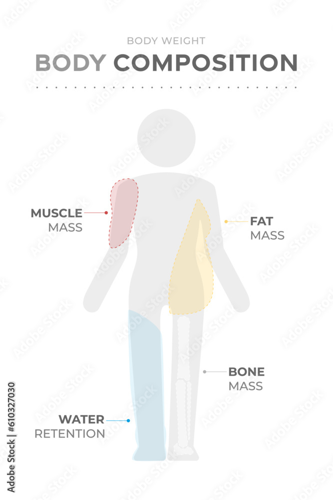 Body weight composition analysis. Different types of body elements mass ...