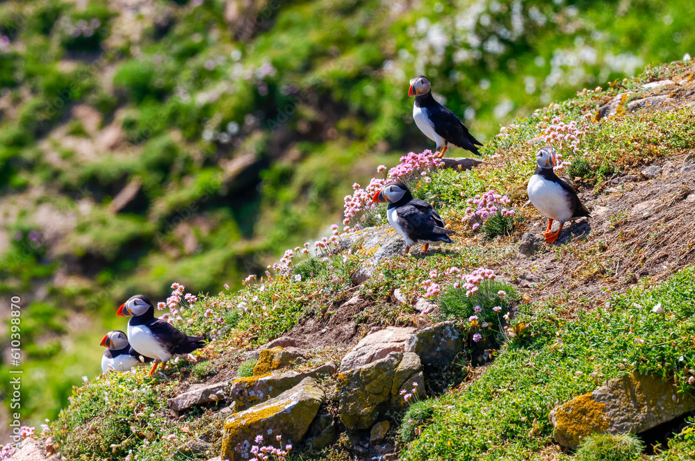 Five Atlantic Puffin seabirds "Fratercula arctica" rest on hill slope ...