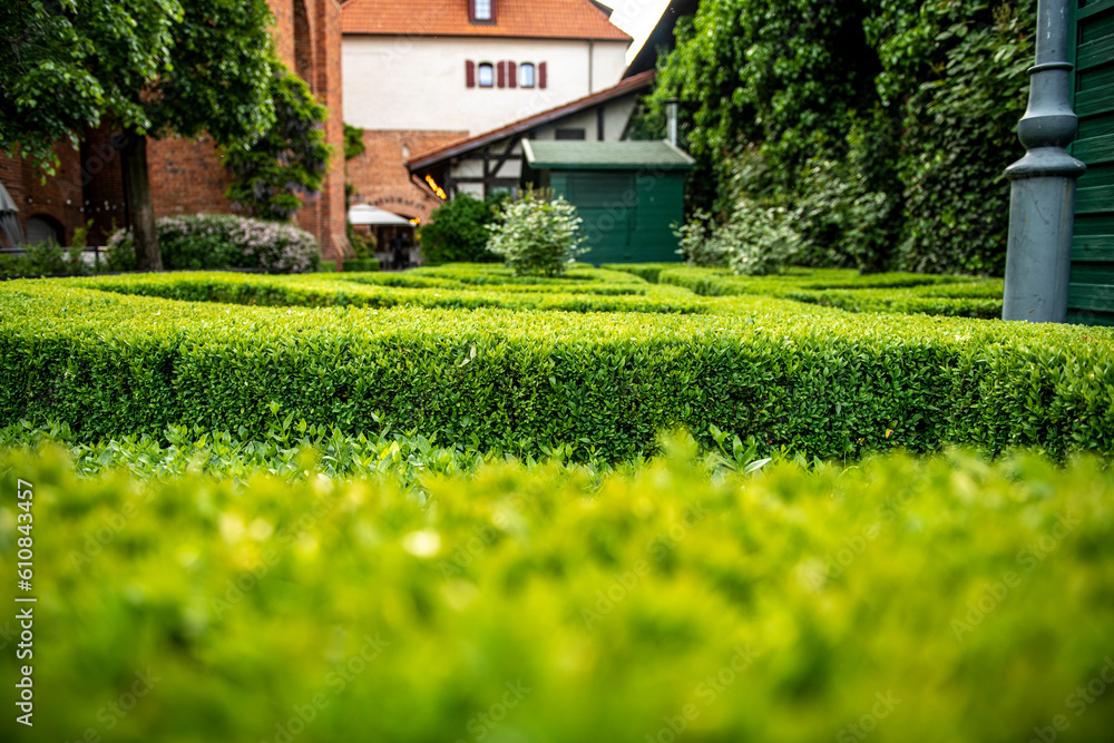gras, charakter, trawnik, pola, lato, roślin, hayfield, jary, okolica ...