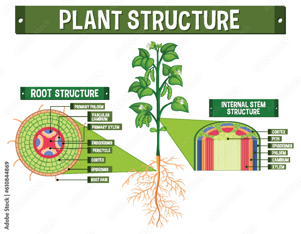 Internal structure of plant diagram Stock Vector | Adobe Stock