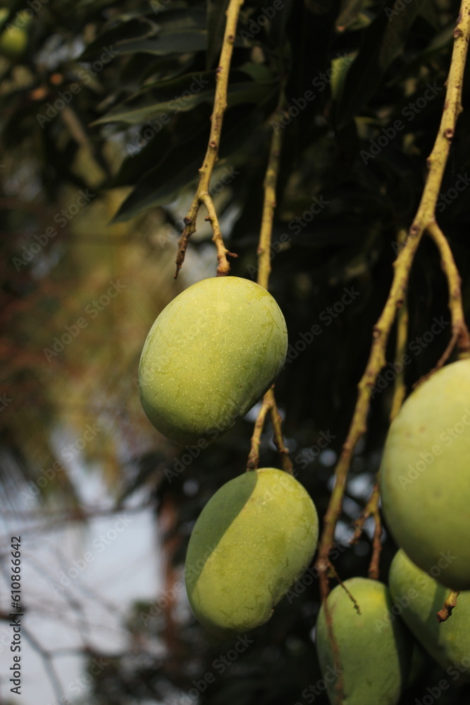 Mango harvesting in a farm, unripe green mangoes hanging on tree, Green ...