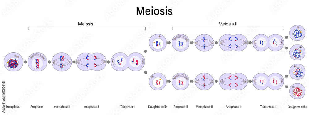Diagram of Meiosis vector. Meiosis I and Meiosis II. Crossing over ...