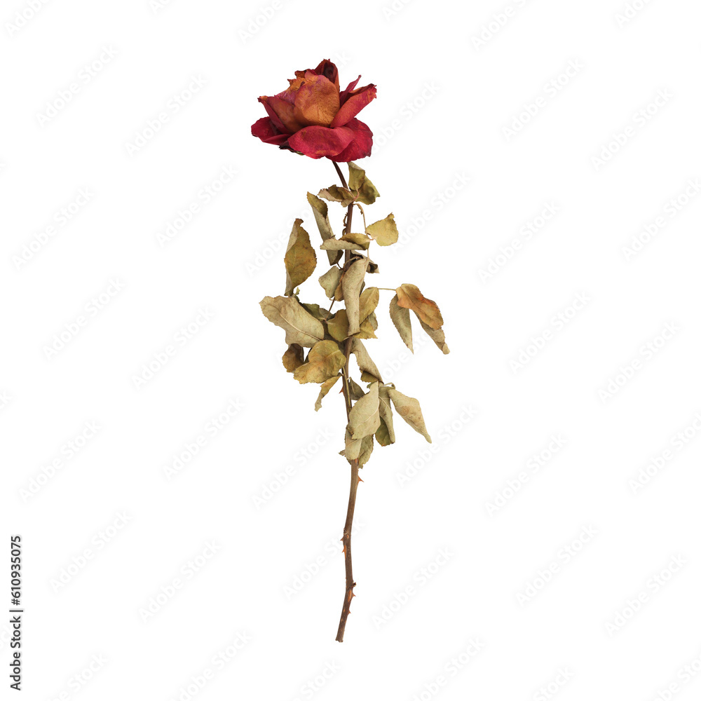 Dry dead rose flower stem isolated on transparent background Stock ...