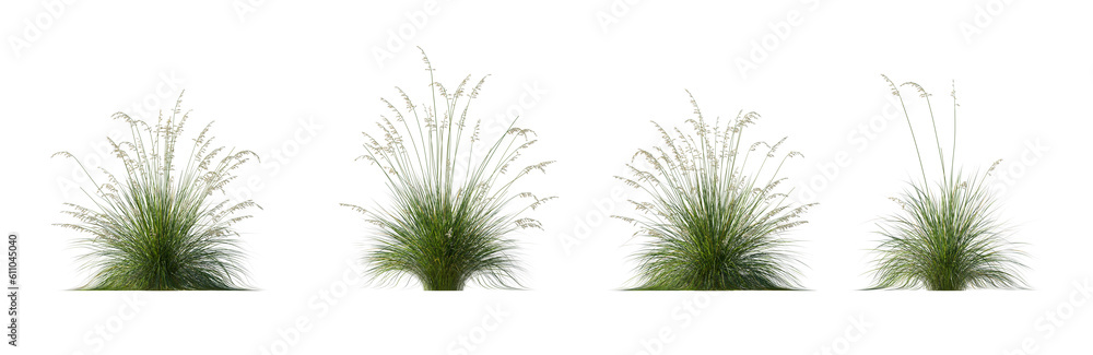 Prairie dropseed Sporobolus heterolepis grass isolated png on a ...