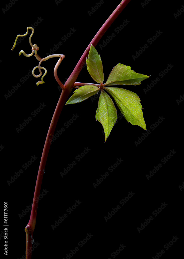 Foto de Stock Stem of Virginia creeper (Parthenocissus quinquefolia ...