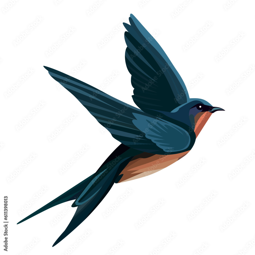 The barn swallow bird vector illustration, flying Hirundo rustica ...