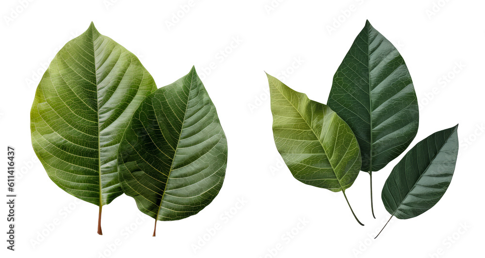 Collection of oblong leaves cutout isolated on transparent background ...