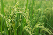Green Rice Farm Free Stock Photo - Public Domain Pictures