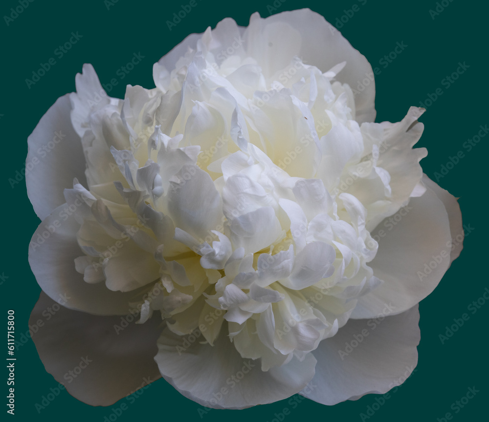 Peonies: Peony is a genus of the family Paeoniaceae. The botanical name ...
